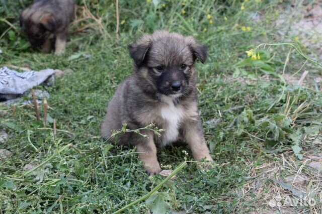 Щенок в добрые руки бесплатно