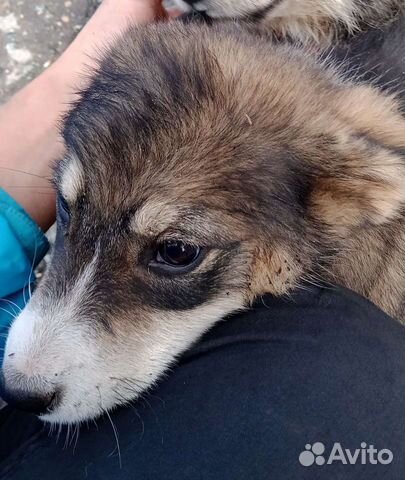 Активные щенули ищут дом