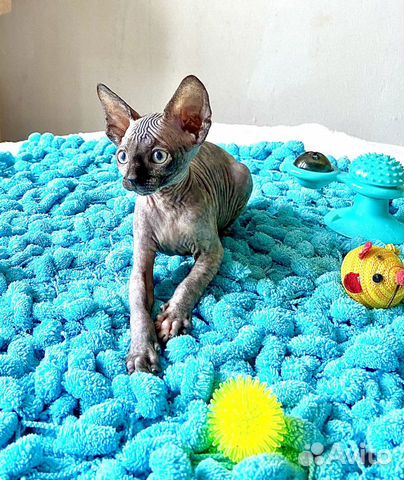 Котенок канадский сфинкс