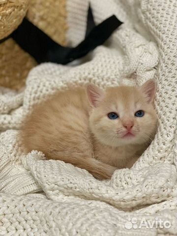Британский персиковый котёнок в добрые руки