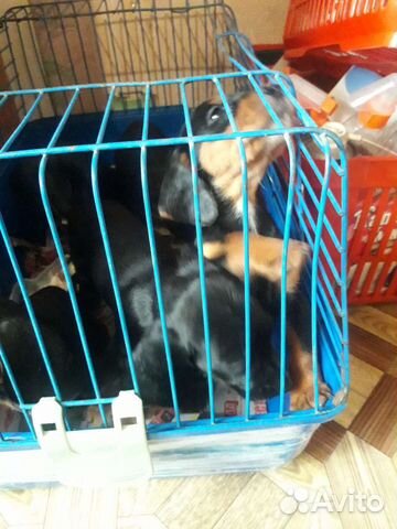 Такса щенки