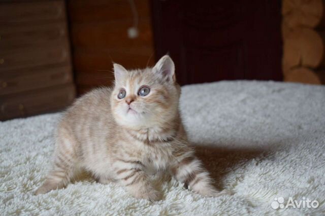 Шотландская киса