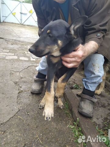 Отдается щенок в хорошие руки