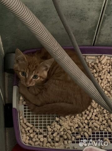 Рыжий котенок 3 месяца в добрые руки