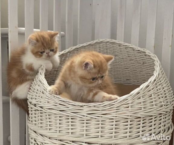 Экзоты рыжики котята