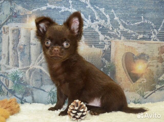 Шоко мальчиш