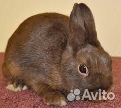 Кролек декаративный