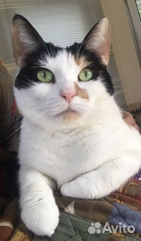 Молодая кошка в дар (1 год)