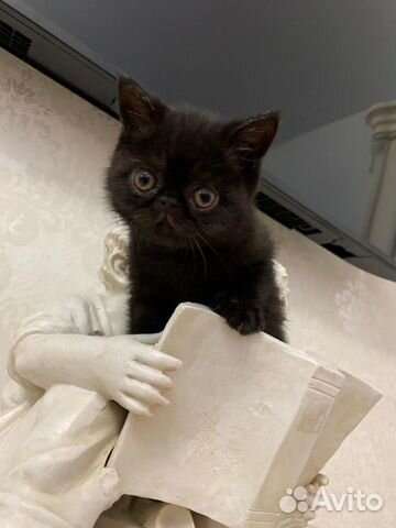 Котенок-экзот Йорек Бирнисон