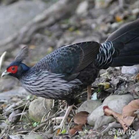 Продам фазана самка