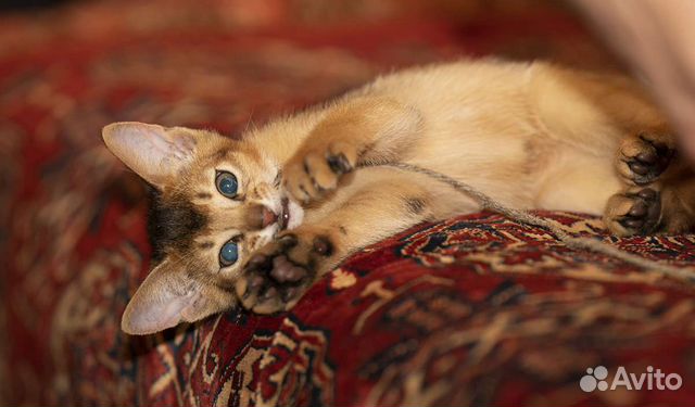 Абиссинские котята