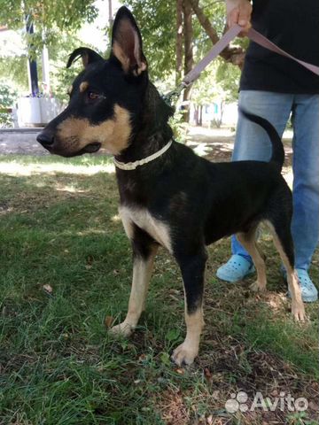 Метис немецкого пинчера в добрые руки