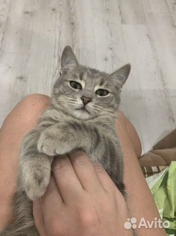 Кошка домашняя