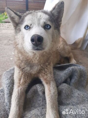 Найдена девочка хаски
