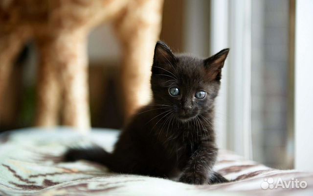 Котенок Гав