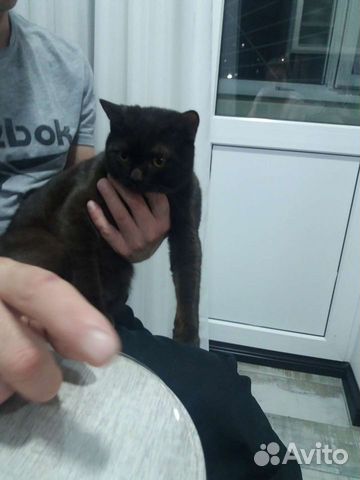 Кот шоколадный ищет кошку