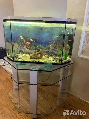 Аквариум с рыбками