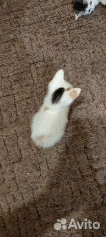 Уникальный кот трехцветный