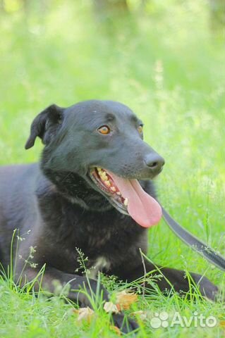 Герда ищет дом