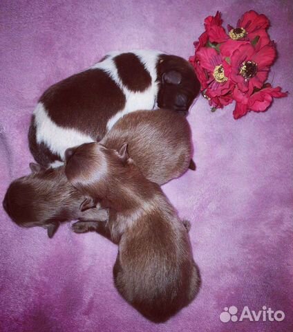 Минюшечки сладкий шоколад малышики померанского шп