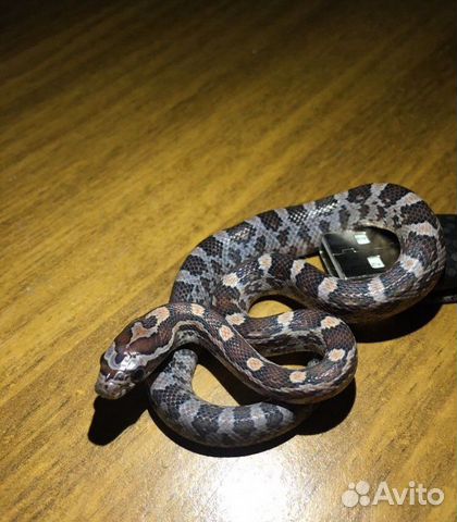 Моисовый полоз змея, опт