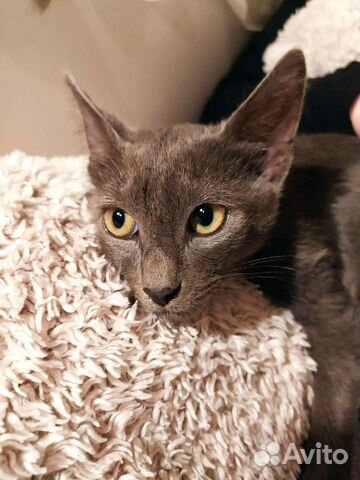 Котëнок в дар