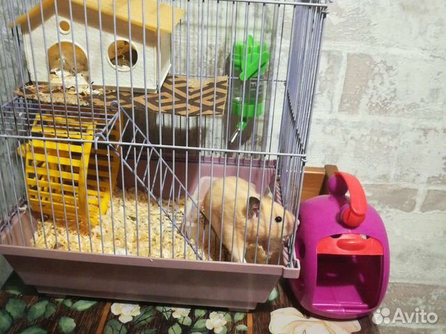 Продам сирийского хомячка вместе с клеткой