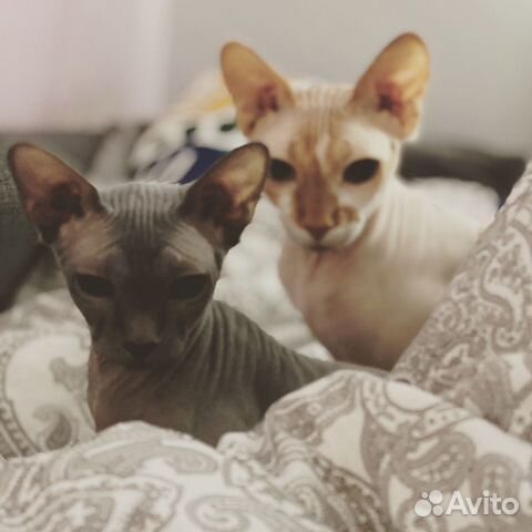 Канадские сфинксы бесплатно