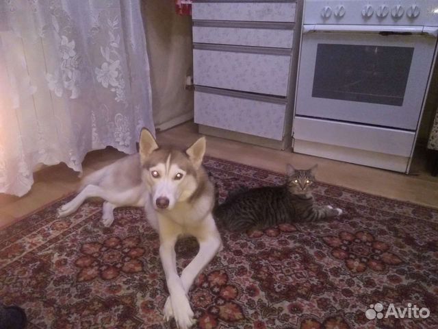 Отдам в добрые руки хаски