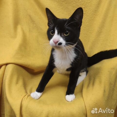 Обаятельный молодой котик подросток