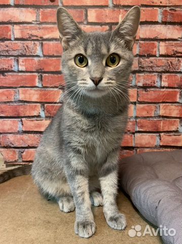 Кошечка Мия 1,5 года ищет дом