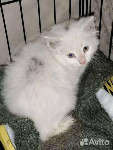 Котёнок Белянка