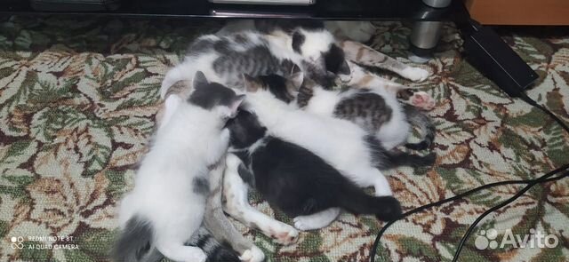 Отдам котят в хорошие руки