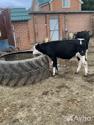 Бычки и телята