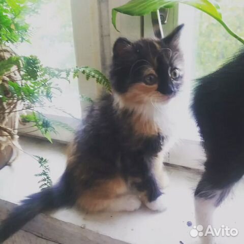 Котенок девочка 2 месяца