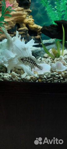 Манагуанская цихлазома