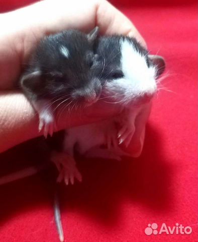 Крысята дамбо от rat love13.85