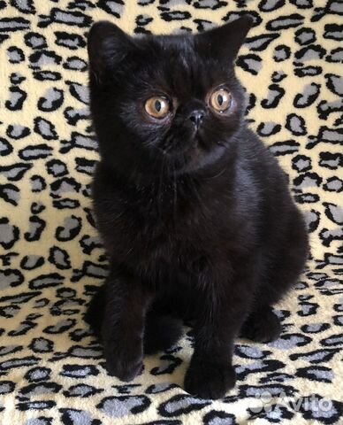 Экзотический котенок