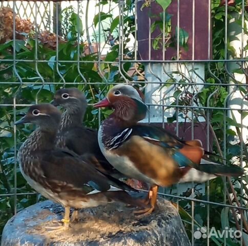 Утки Мандаринки