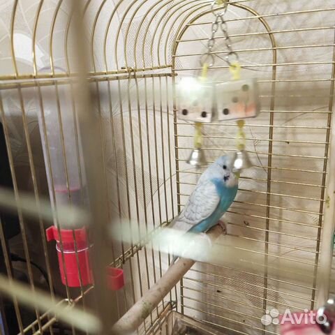 Волнистый попугай самец