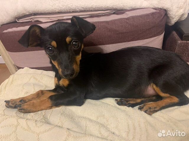 Той-терьер щенки