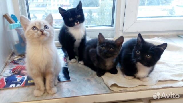 Котенок