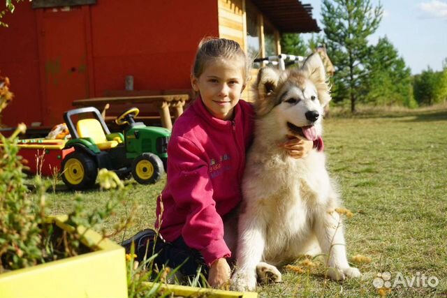 Маламут Длинник Нестандарт