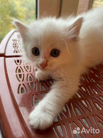 Котята дворяне в добрые руки