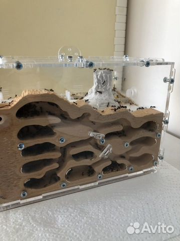 Муравейник