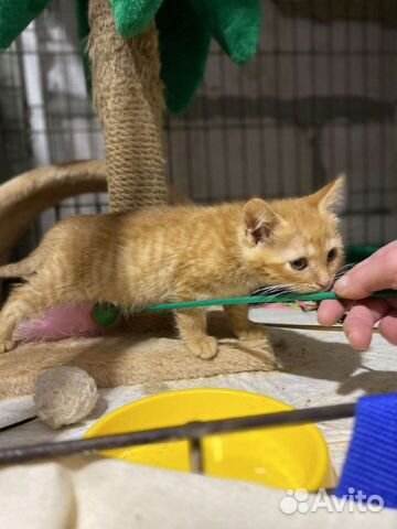 Рыжий котенок мальчик