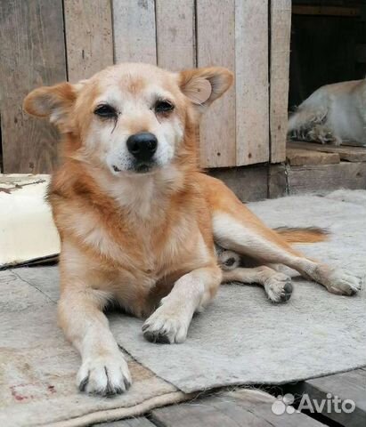 Маленький песик Огонек 5 лет
