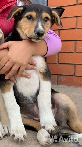 Потерялся щенок