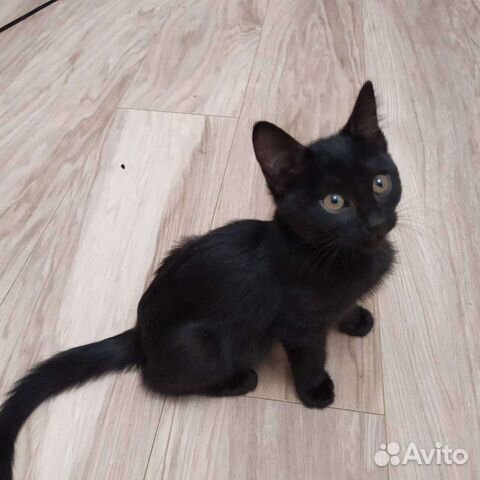 Самый ласковый котенок