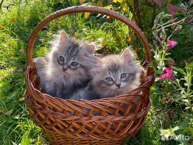 Сибирские котята